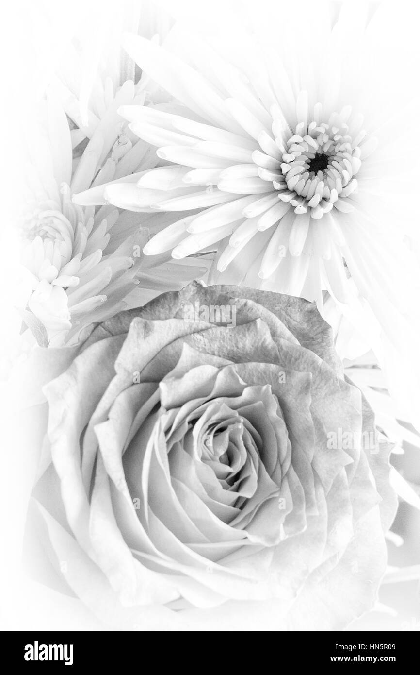 Black and white flowers close up Cut Out Stock Images & Pictures - Alamy