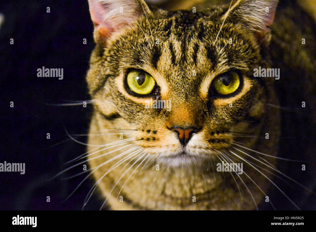 Fettuccine the cat glaring Stock Photo - Alamy