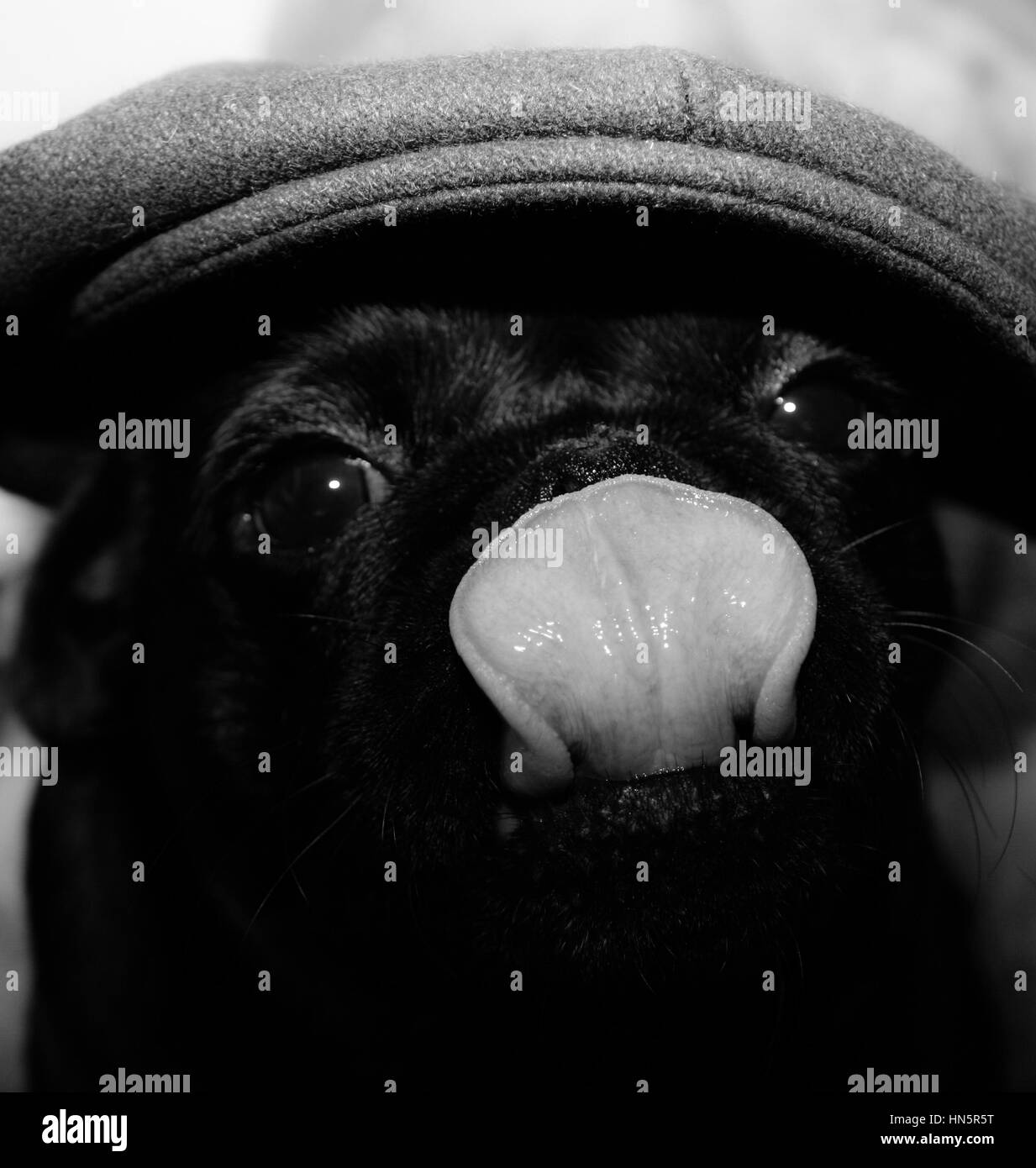 Snug as a pug a selection of images of a black pug looking very cute ...