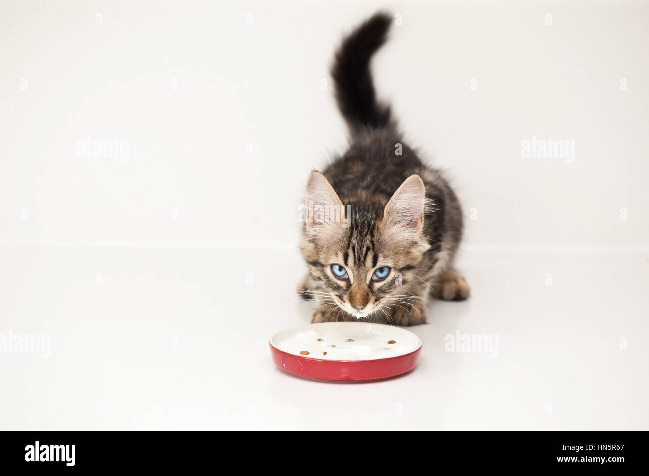 Pictures kitten hi-res stock photography and images - Alamy