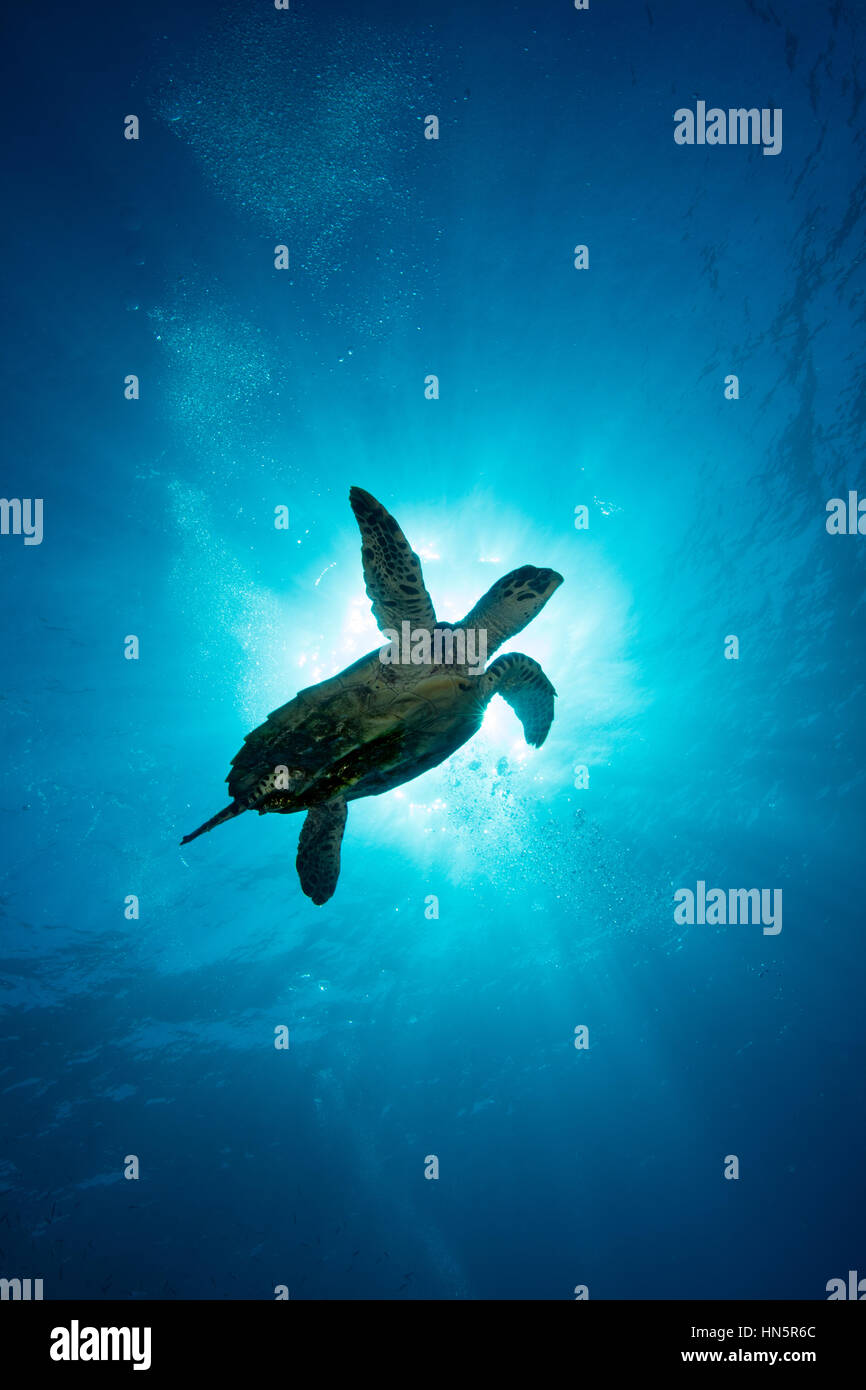 Silhouette of Hawksbill turtle, Fiji Stock Photo - Alamy