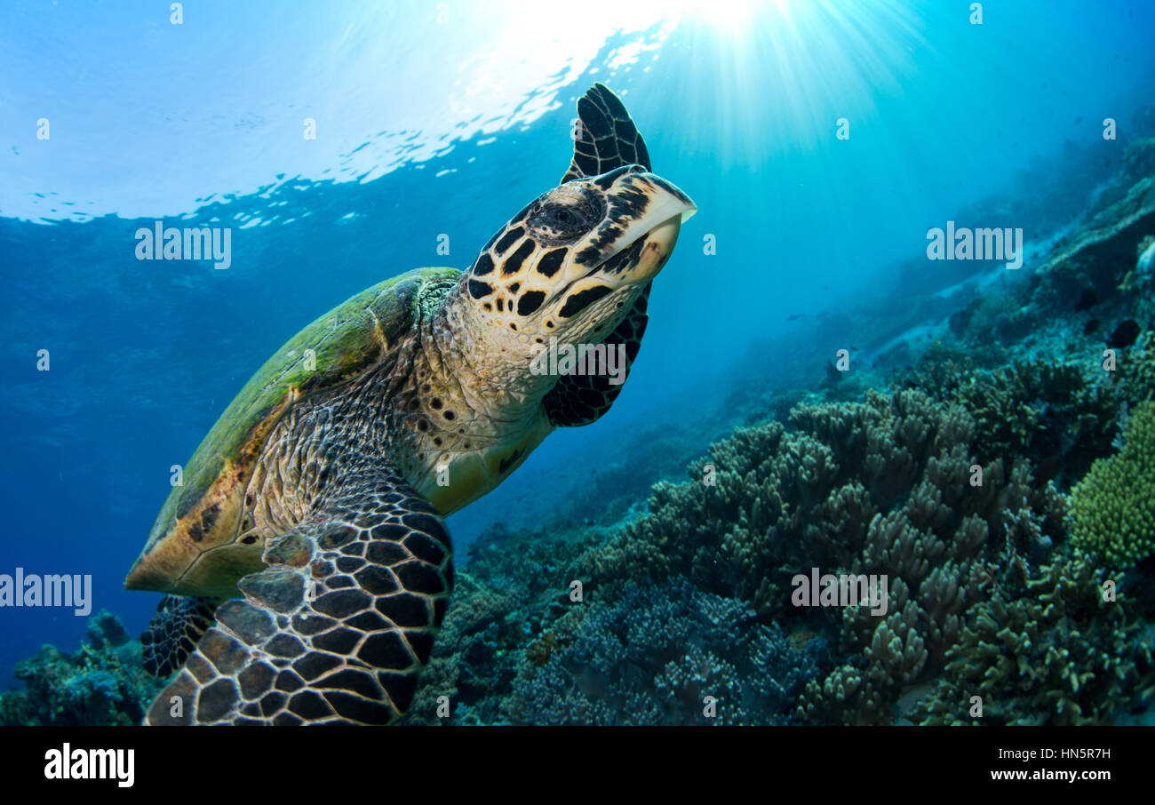 Hawksbill turtle close hi-res stock photography and images - Alamy