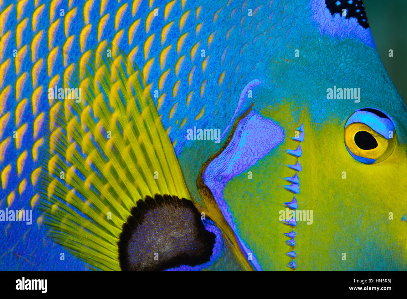 Marine angelfish queen hi-res stock photography and images - Alamy