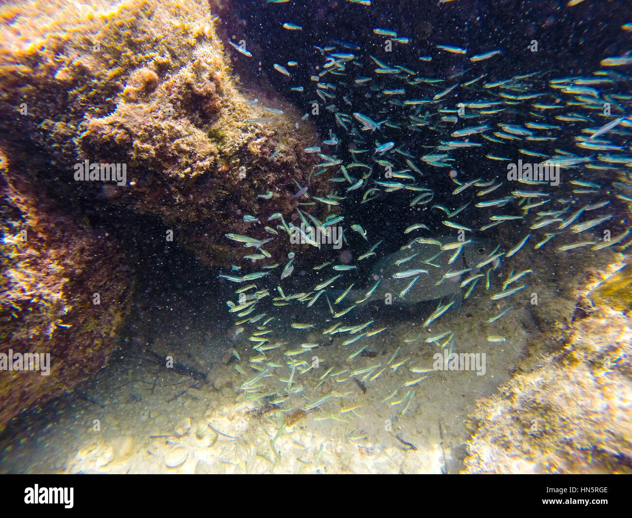 Zachary fish hi-res stock photography and images - Alamy