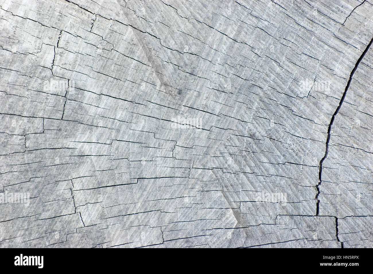 Natural Weathered Gray Grey Tree Stump Cut Texture, Large Detailed ...