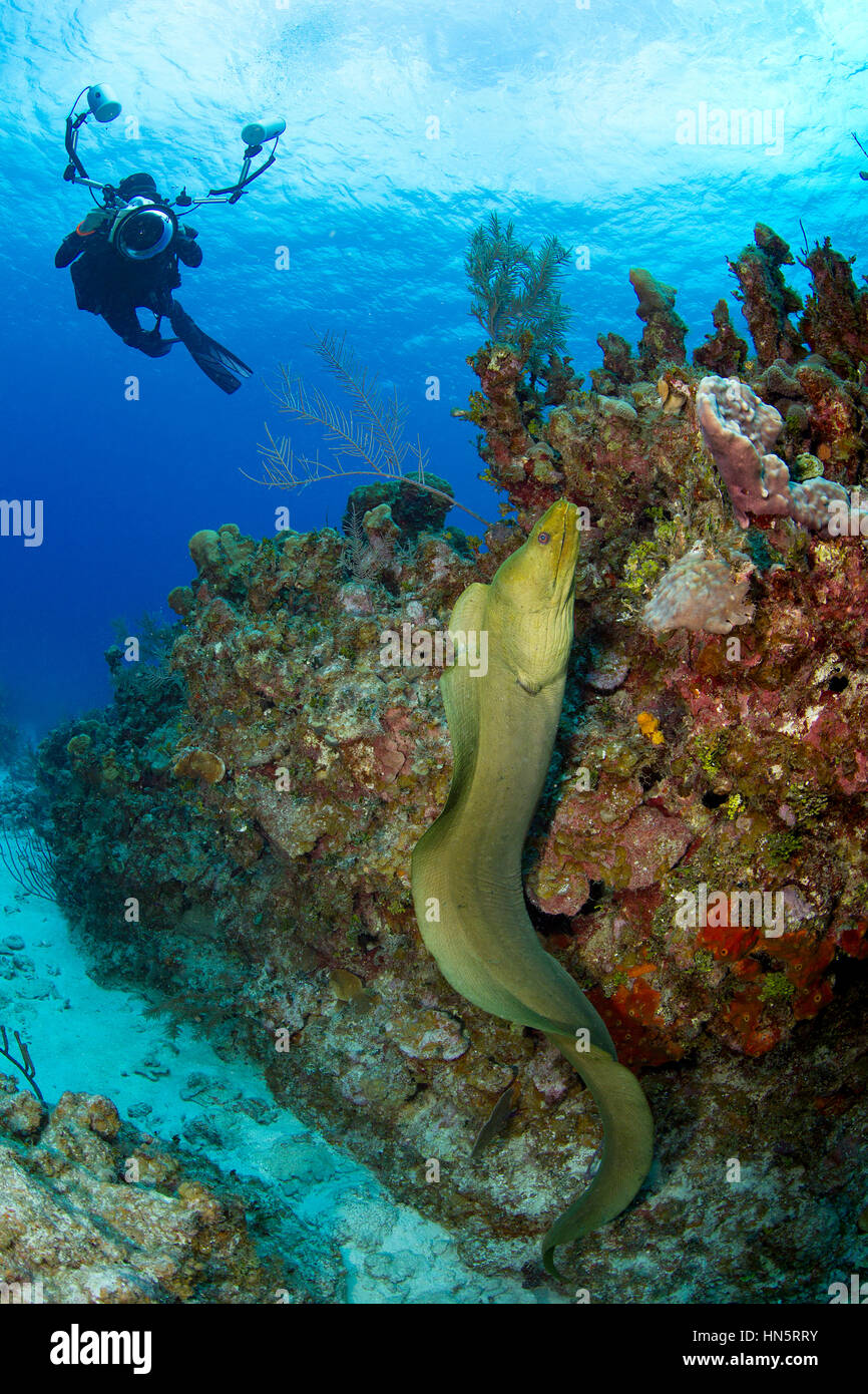 Underwater photographer trying to capture picture of free swimming ...