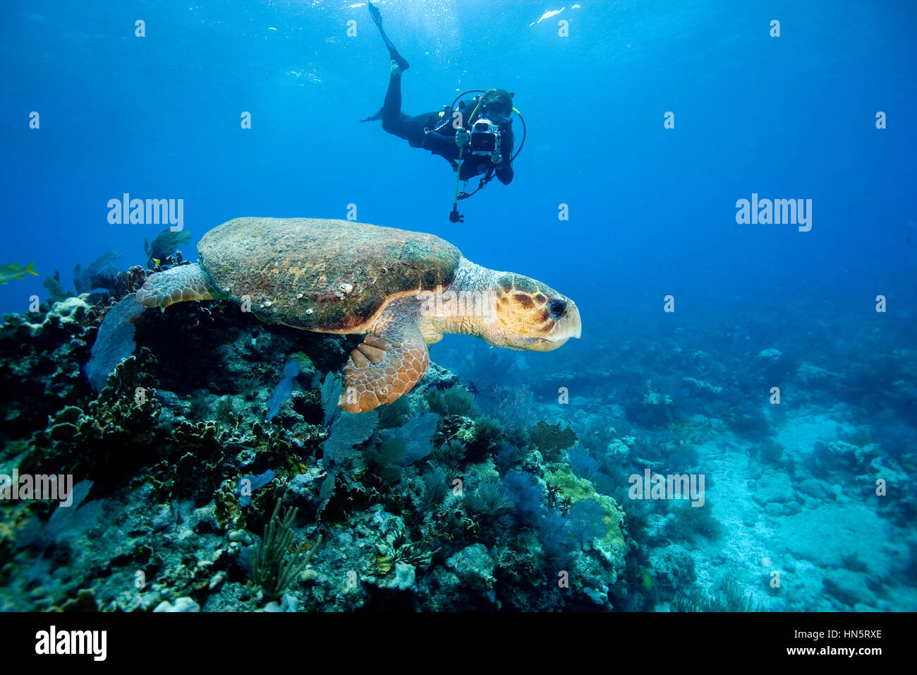 Underwater sea turtle key largo hi-res stock photography and images - Alamy