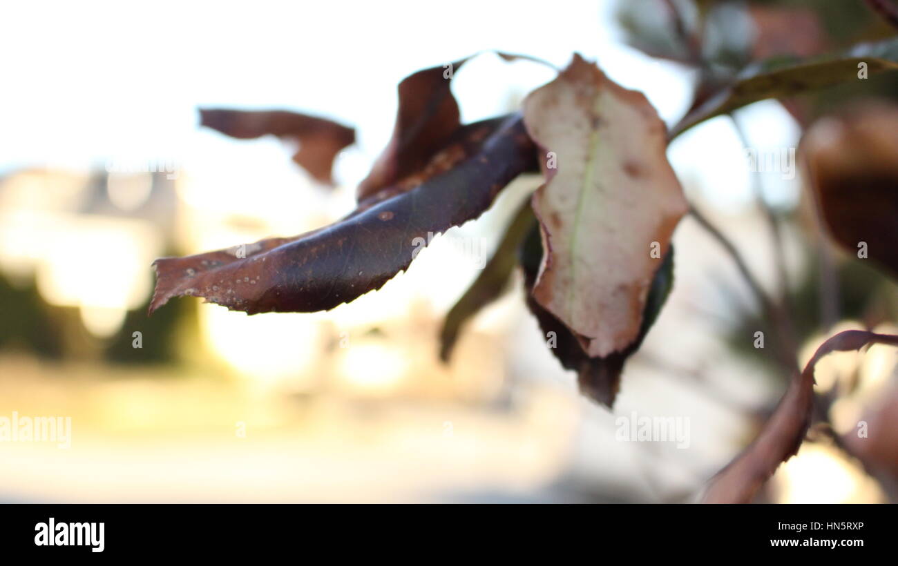 Dead plant leaves hi-res stock photography and images - Alamy
