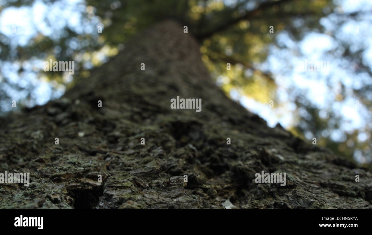 Tall branch branches hi-res stock photography and images - Alamy