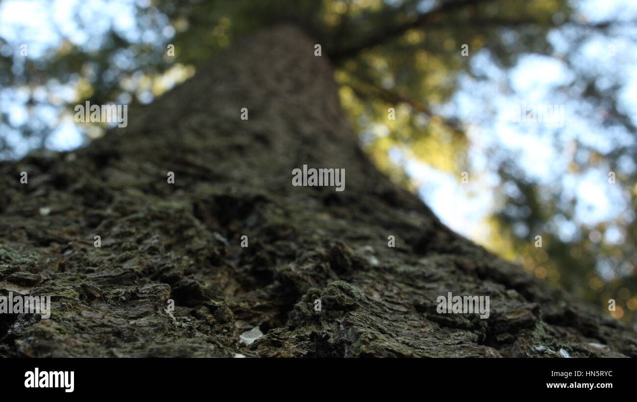 Shallow focus tree branches hi-res stock photography and images - Alamy