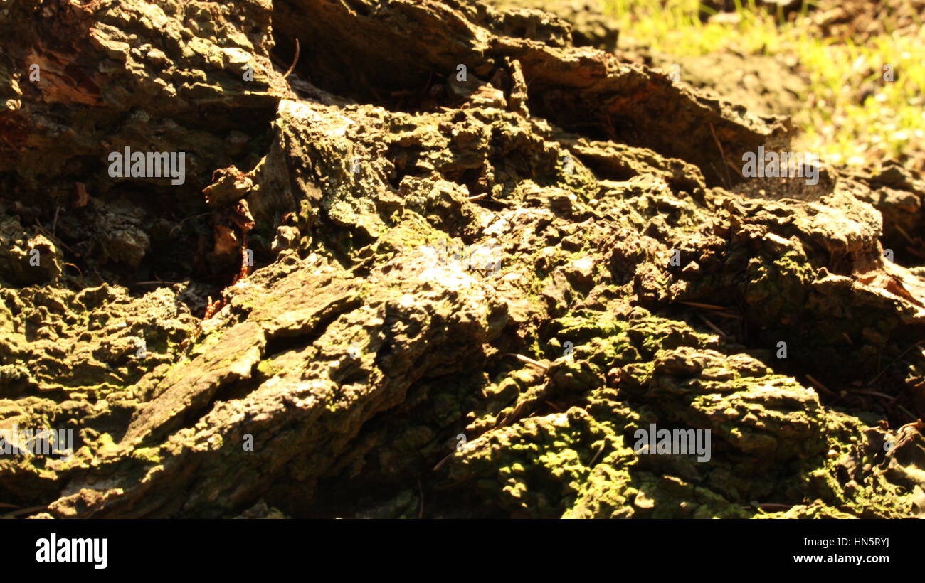 Gnarled tree roots Stock Photo - Alamy