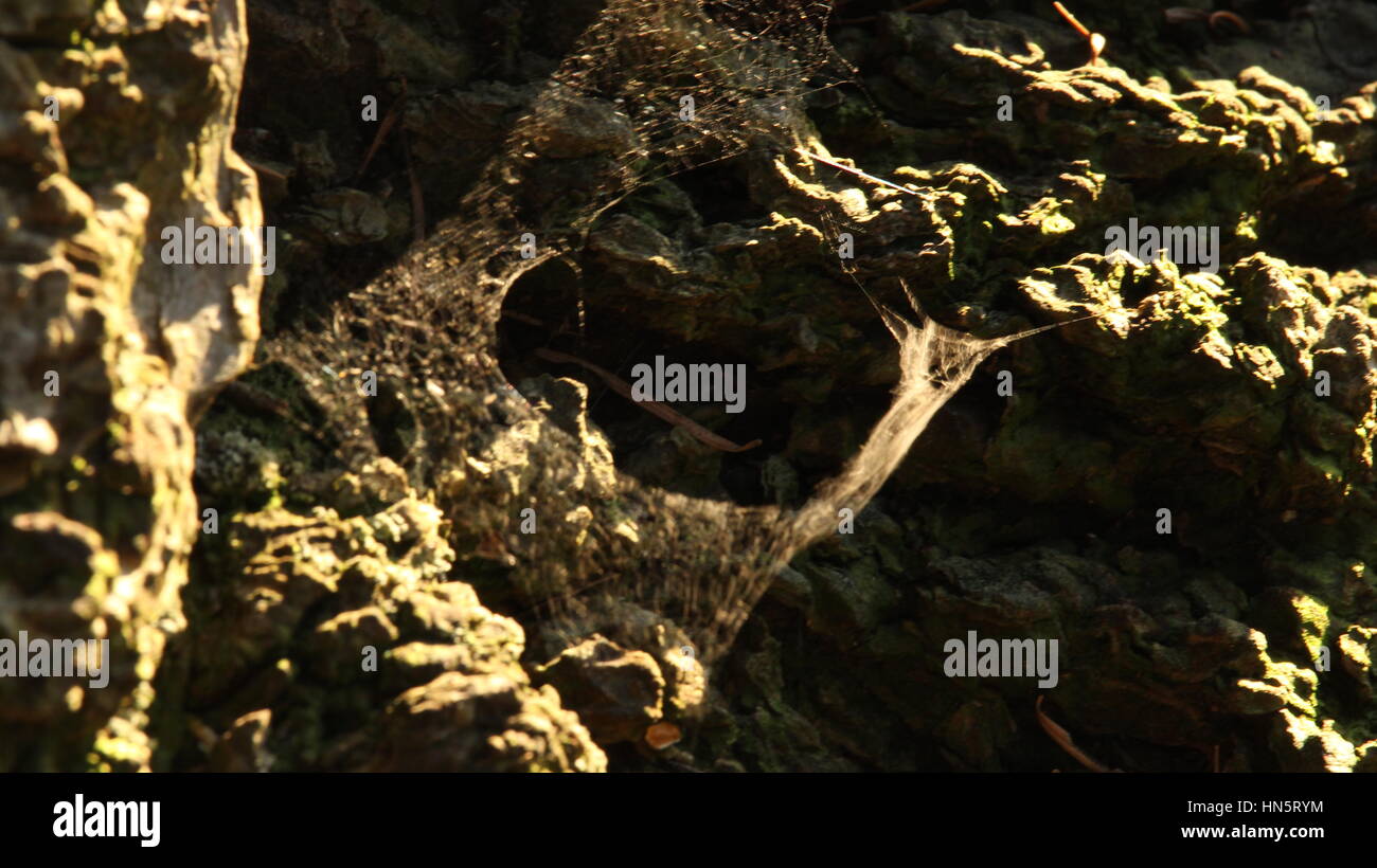 Gnarled tree roots with a spiderweb stretched between two of them Stock ...