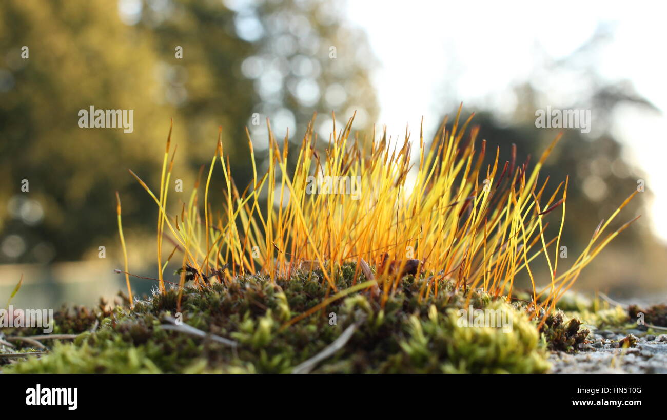 Moss growing on top of a wall Stock Photo - Alamy