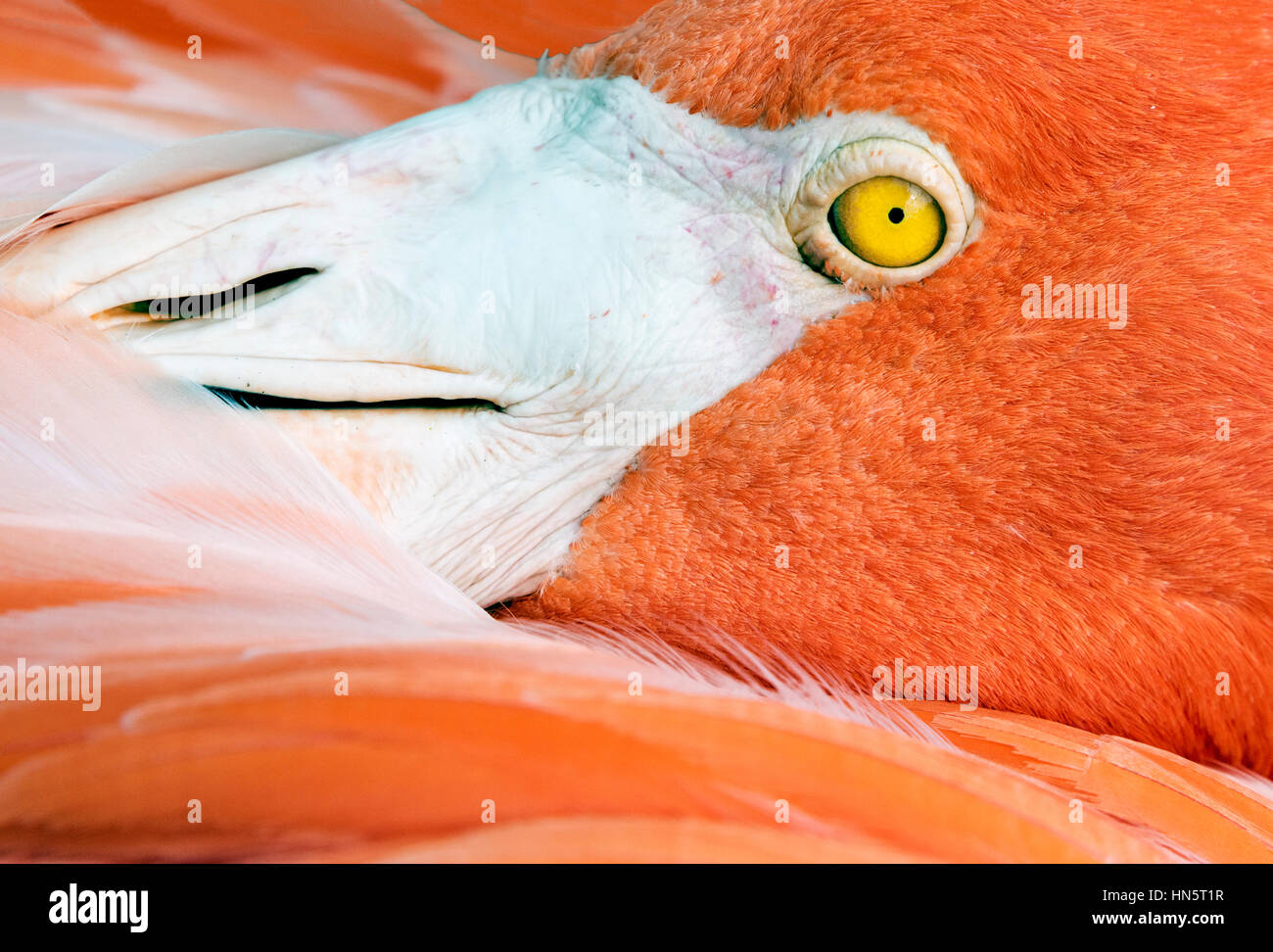 Flamingo close-up, Florida, USA Stock Photo - Alamy