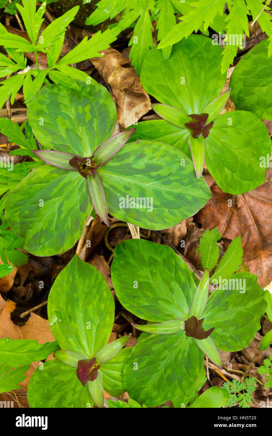 Sessile trillium wildflower hi-res stock photography and images - Alamy