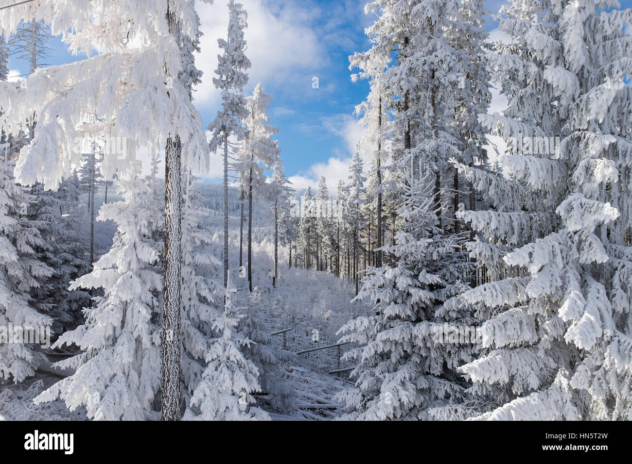 Blue trees nature wallpaper hi-res stock photography and images - Alamy