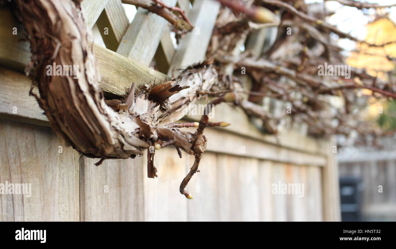 Twisted branch reaching through a fence Stock Photo - Alamy