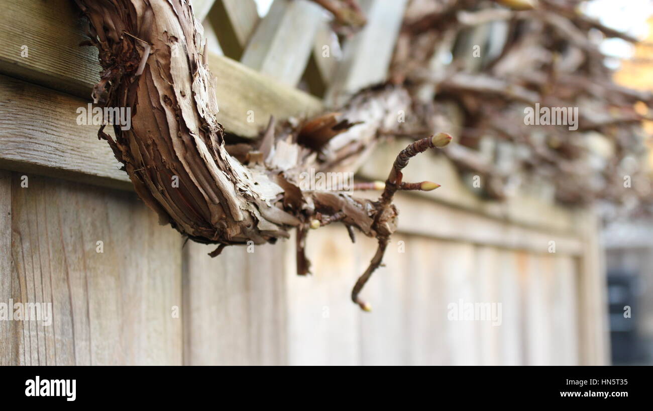 Twisted branch reaching through a fence Stock Photo - Alamy