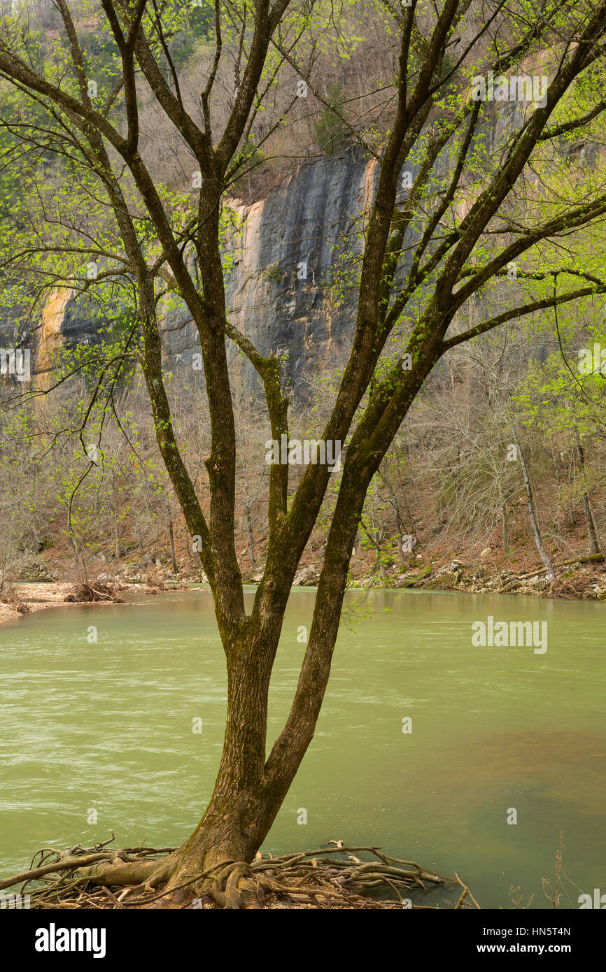 The Buffalo River a National Scenic River and its bluffs in Arkansas ...