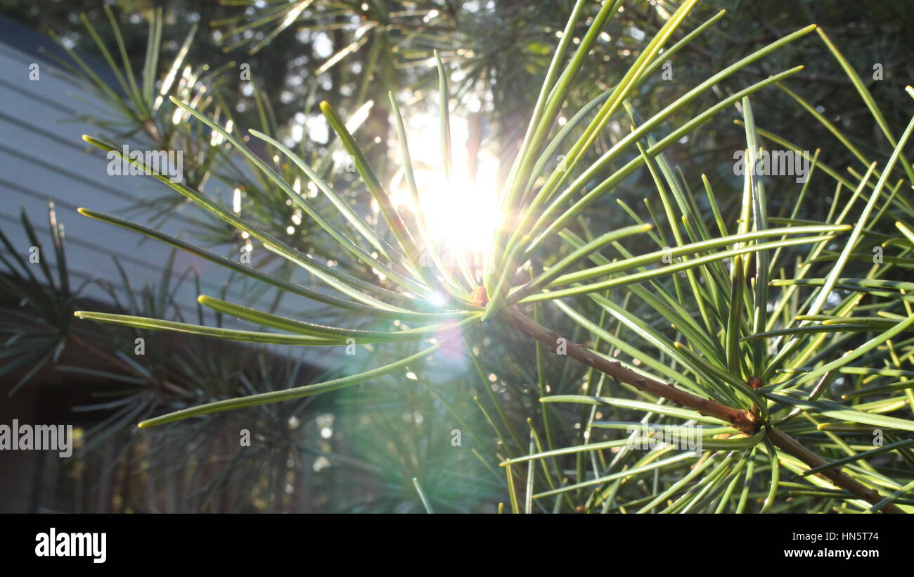 Sunlight streaming through branches hi-res stock photography and images ...