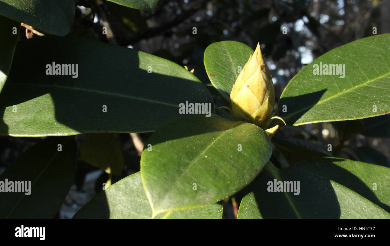 Closed bud hi-res stock photography and images - Alamy