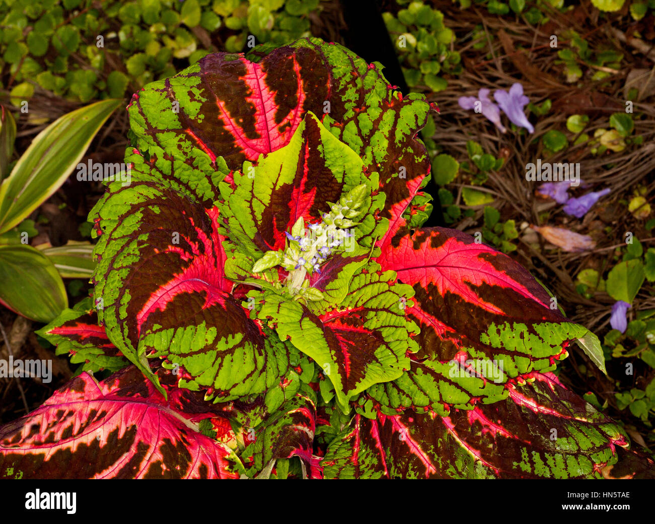 Coleus giant hi-res stock photography and images - Alamy