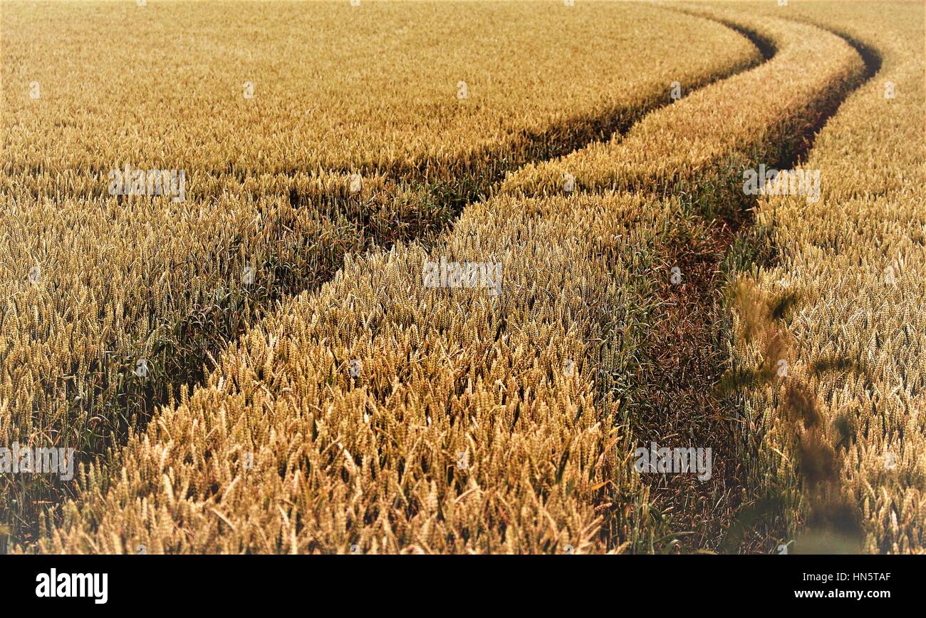 Tractor trail in a crop wheat field Stock Photo - Alamy