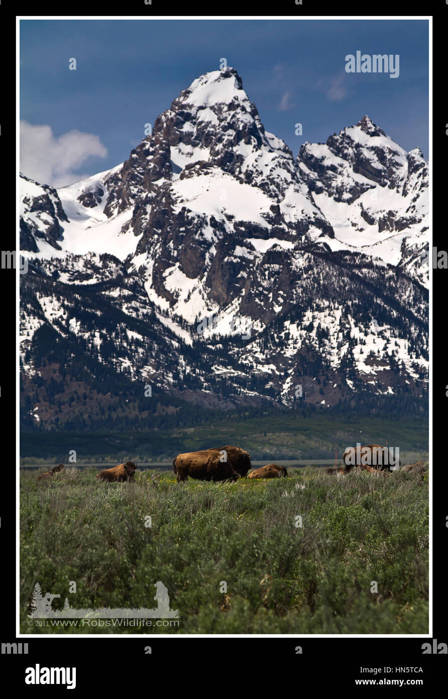 Bison in front of snow capped mountains in Grand Teton National Park ...