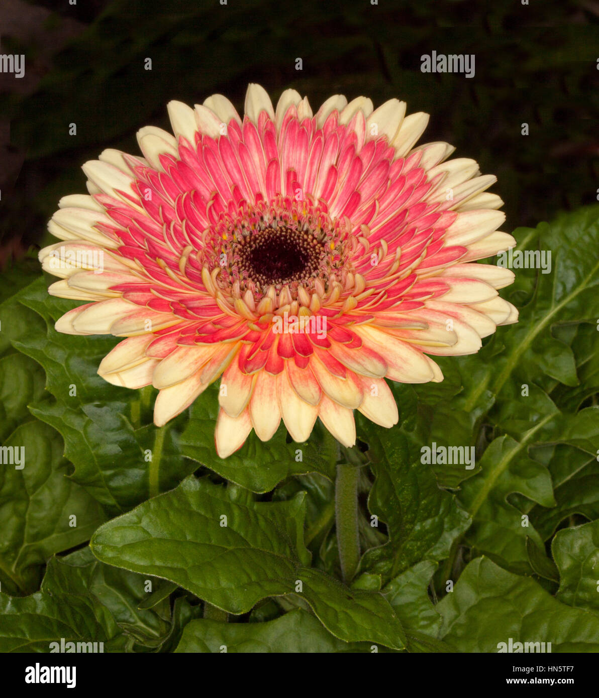 Stunning double gerbera flower (Lifestyle series) with bright pink ...
