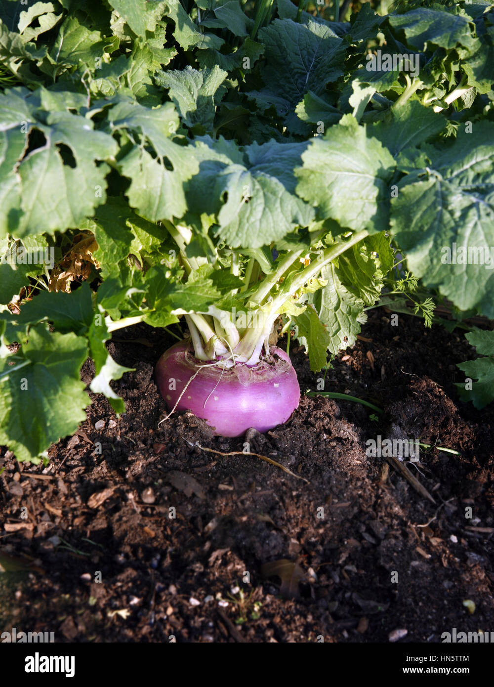 large turnip on a bed in the ground Stock Photo - Alamy