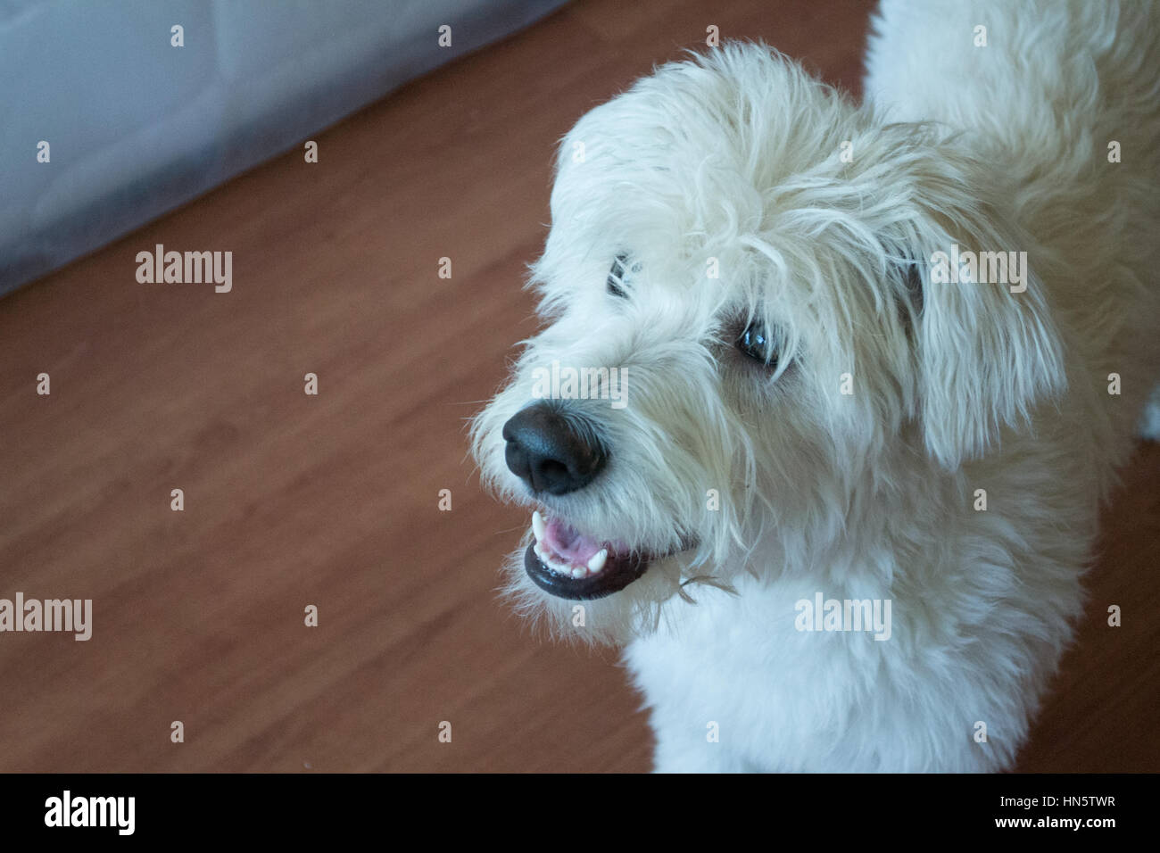 Portrait of a dog at home Stock Photo - Alamy