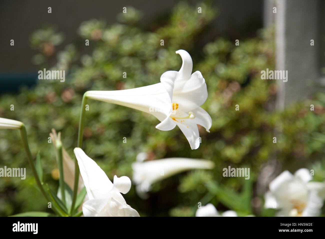 Lilium longiflorum bouquet hi-res stock photography and images - Alamy
