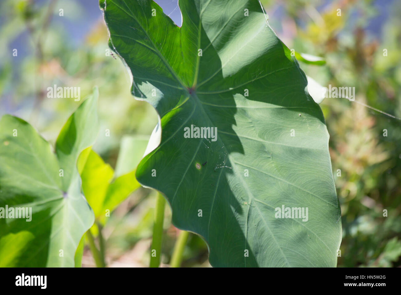 Close up of an elephant ear plant Stock Photo - Alamy