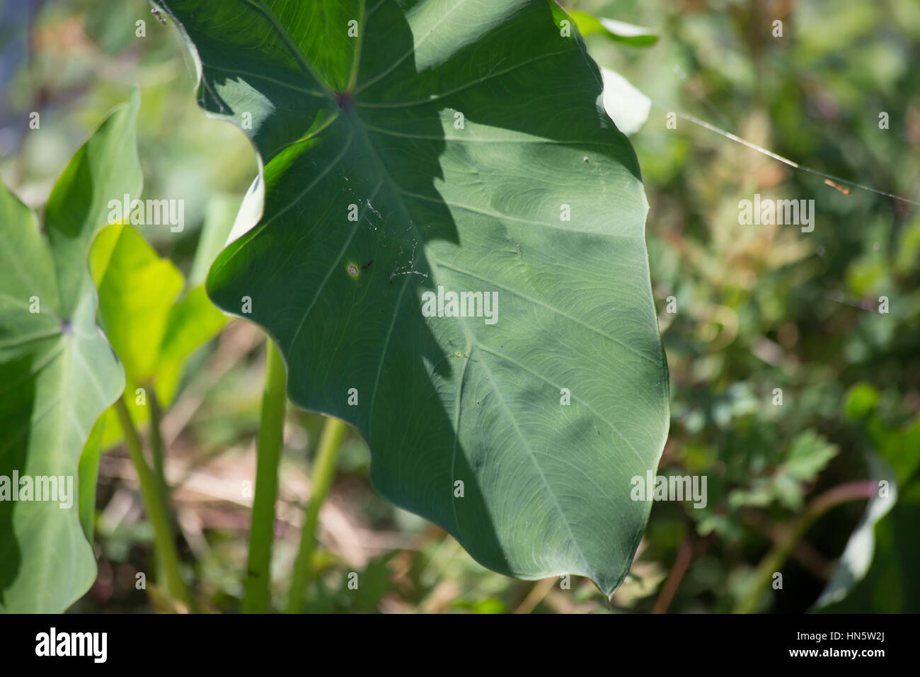 Close up of an elephant ear plant Stock Photo - Alamy