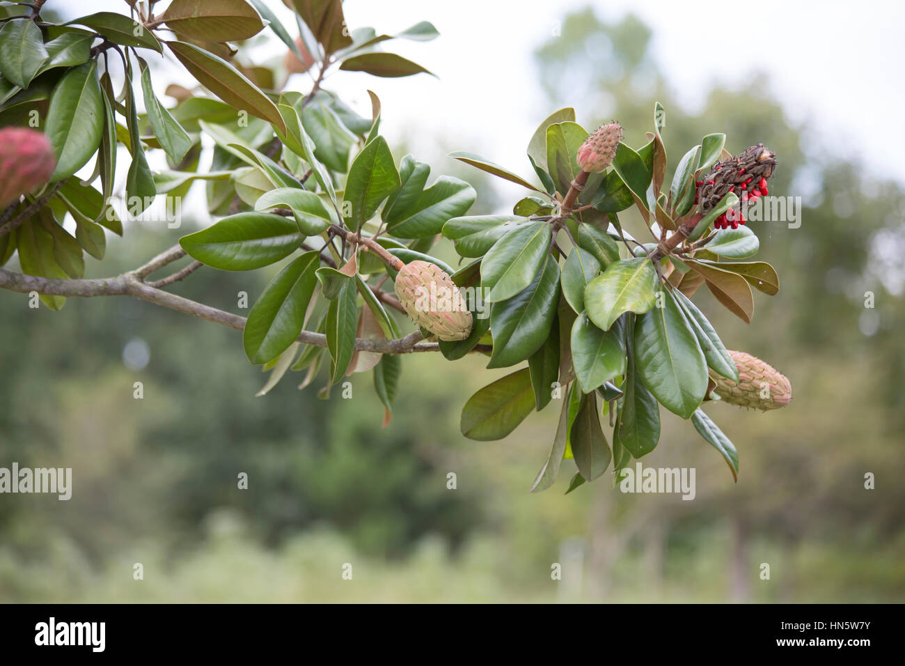 Single limb of southern magnolia tree fruit and leaves Stock Photo - Alamy