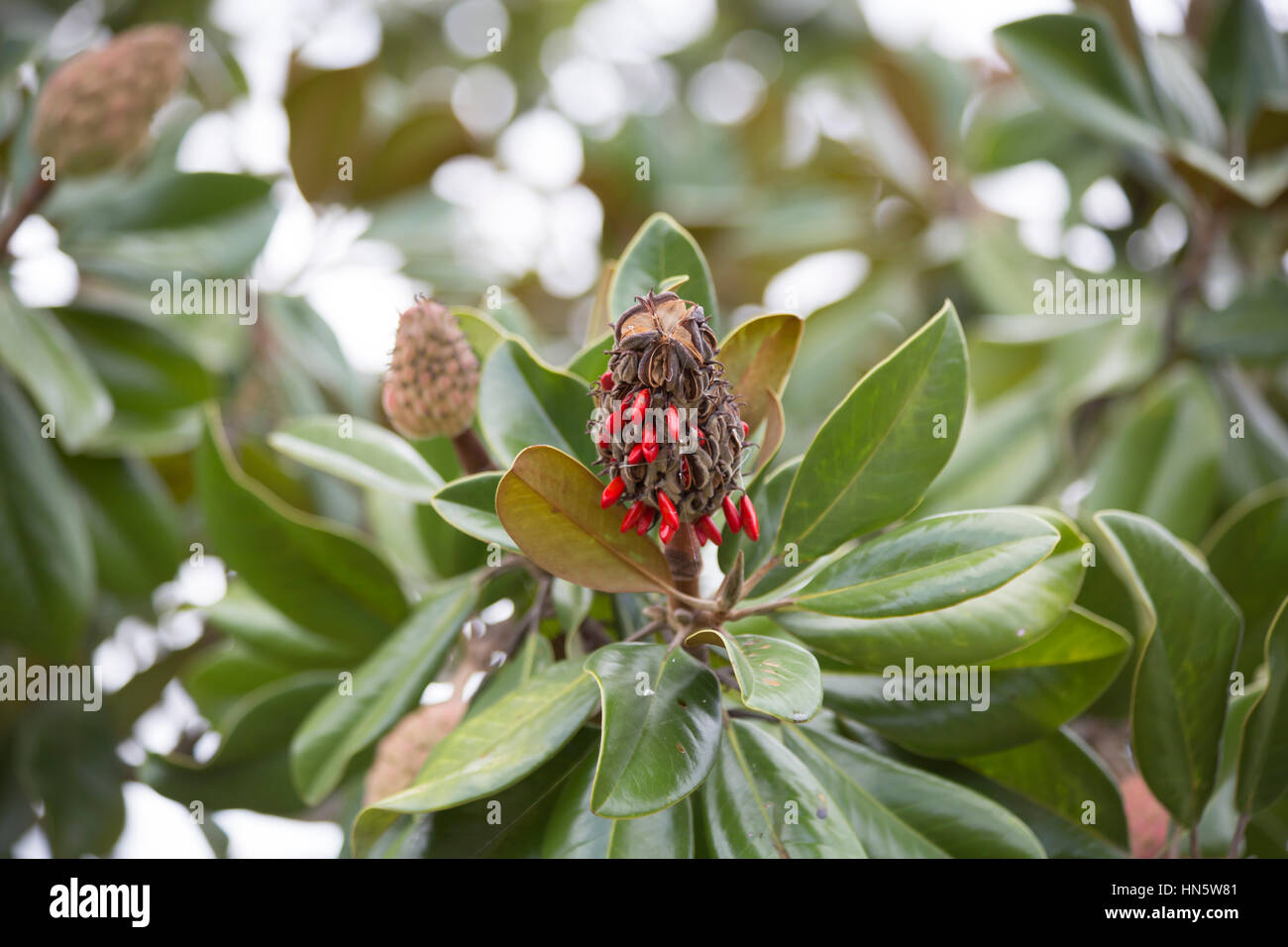 Close up of southern magnolia tree fruit and red seeds Stock Photo - Alamy