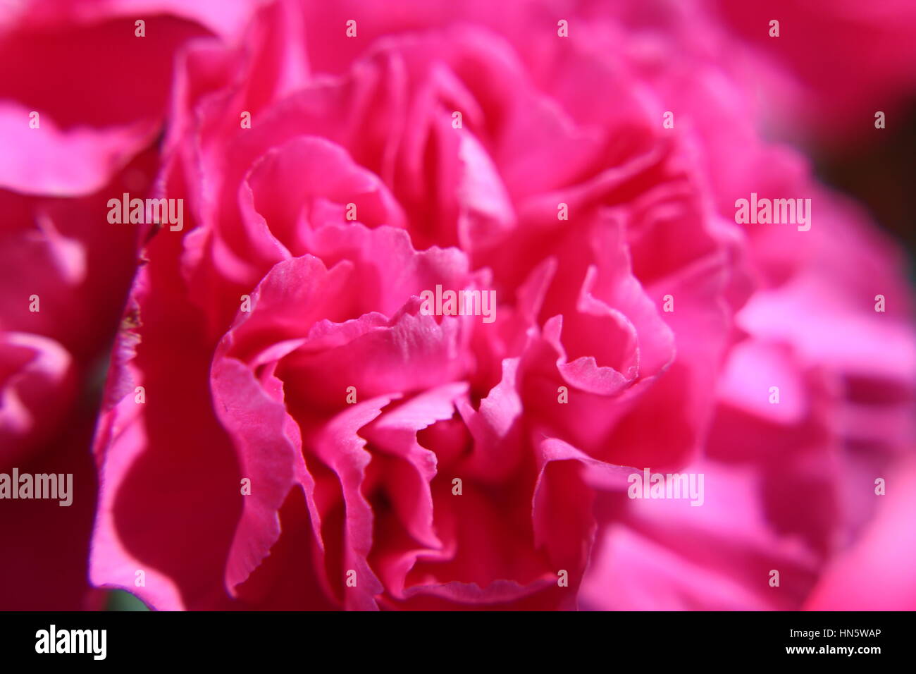 Closeup of pink carnations 3 of 4 Stock Photo - Alamy