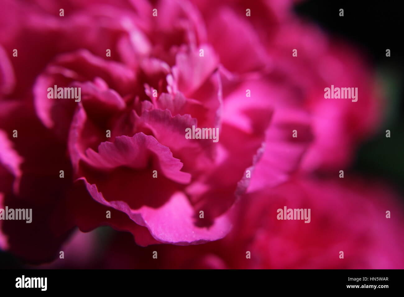 Closeup Carnation High Resolution Stock Photography and Images - Alamy