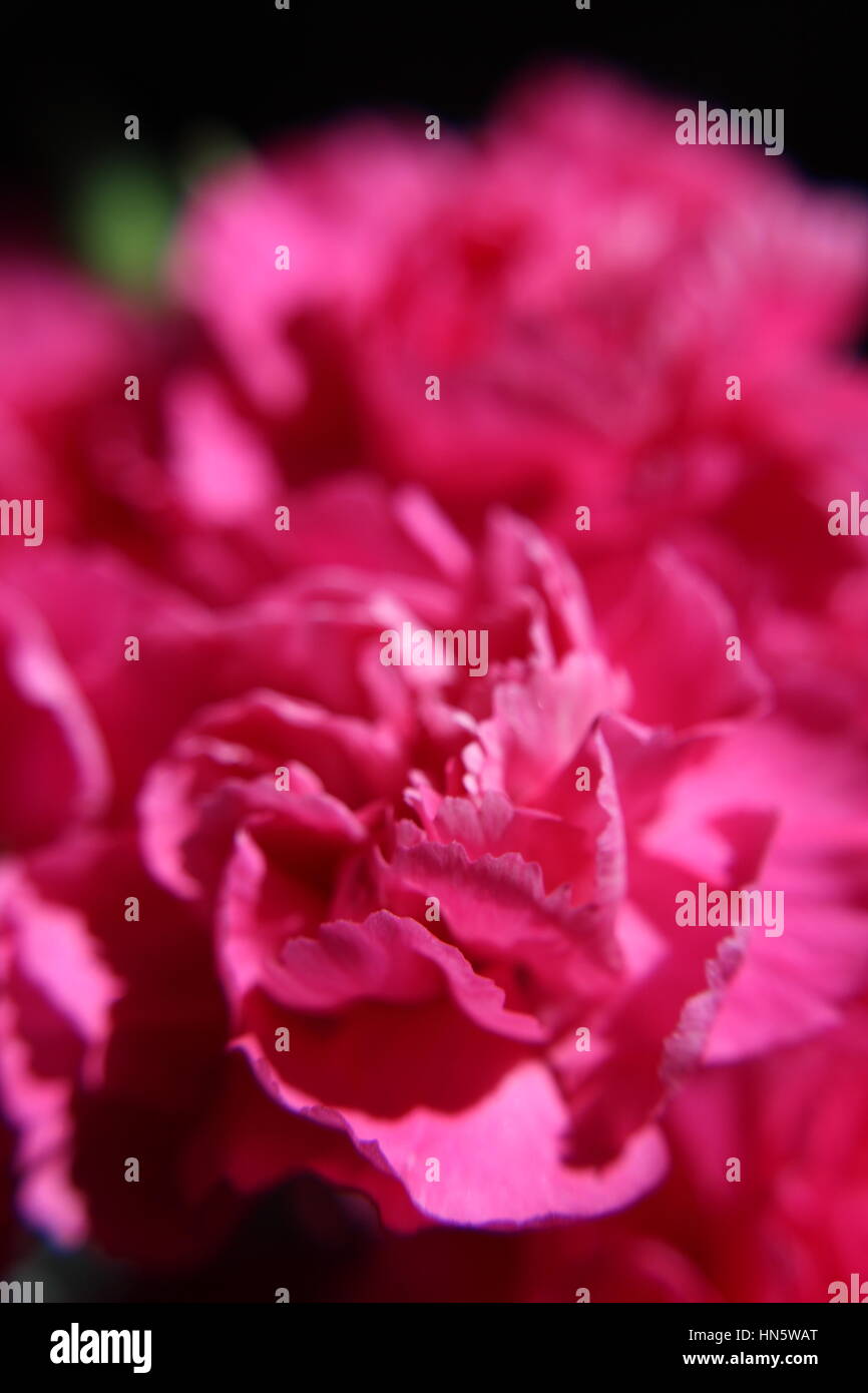Carnation closeup hi-res stock photography and images - Alamy