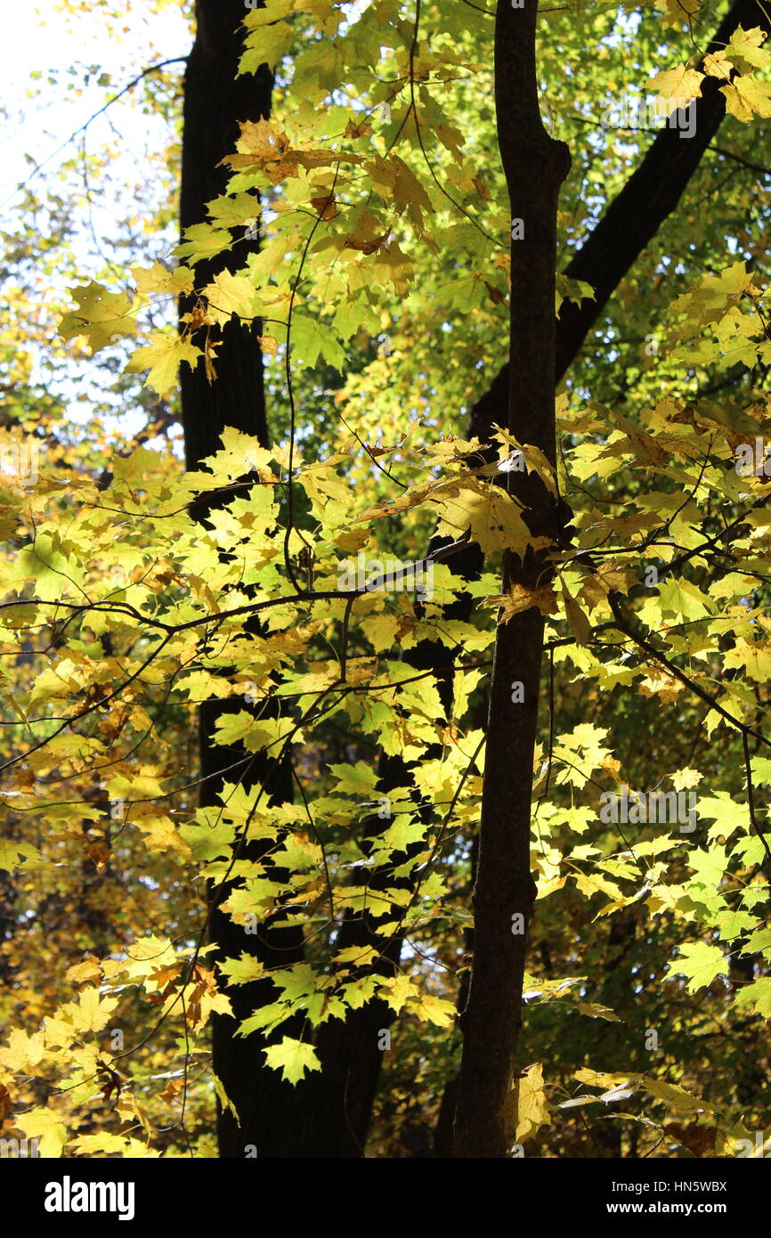 Trees and fall leaves hi-res stock photography and images - Alamy