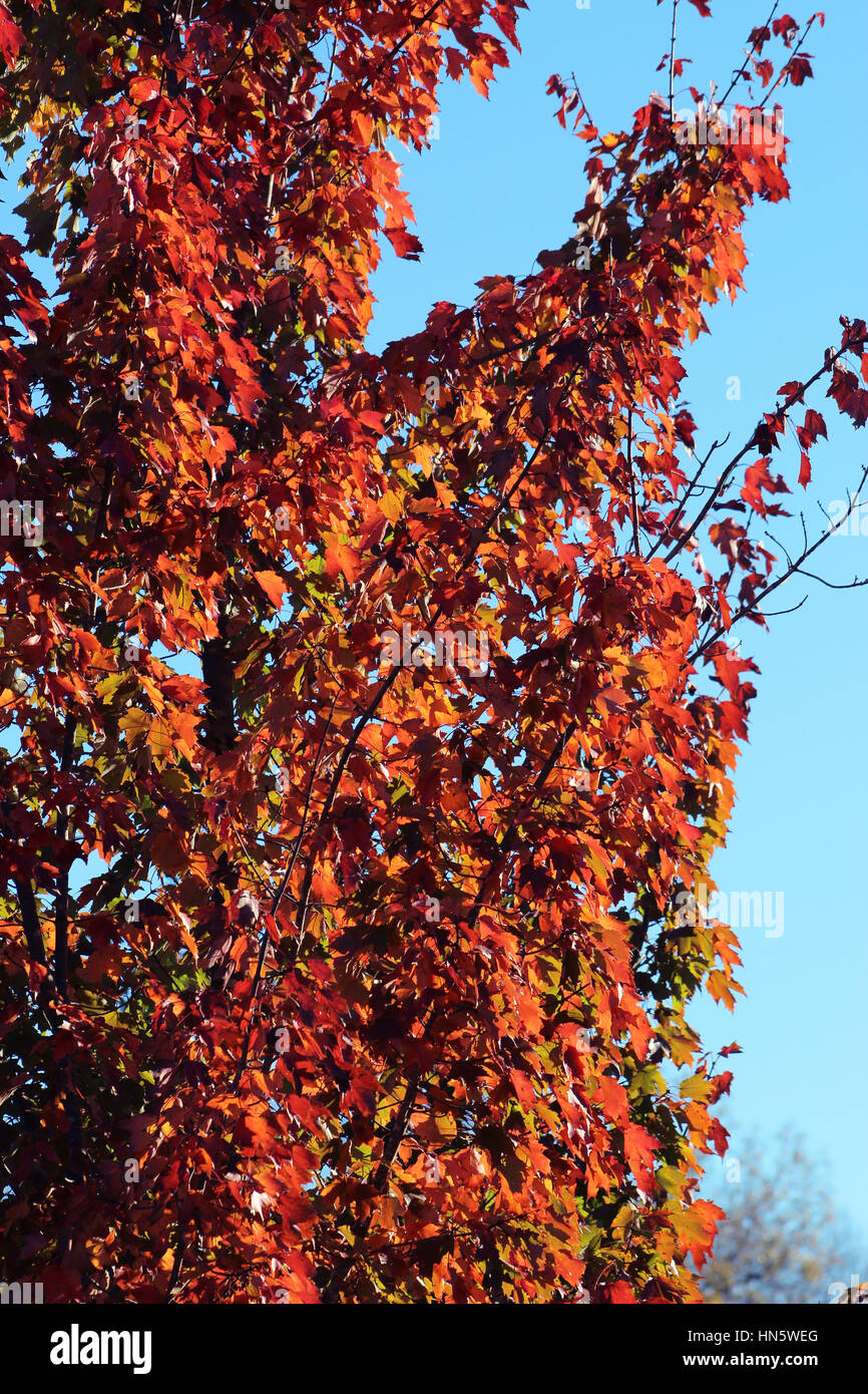 Beautiful bright red tree in fall Stock Photo - Alamy
