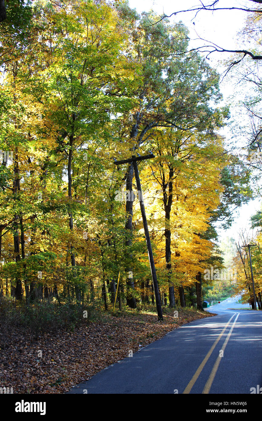 Fall Trees in a park 5 of 6 Stock Photo - Alamy
