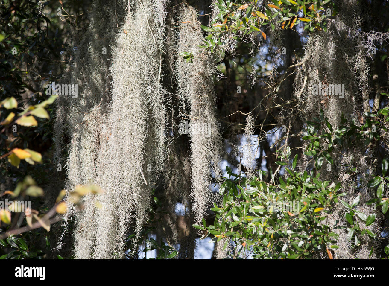Spanish moss draped from hi-res stock photography and images - Alamy