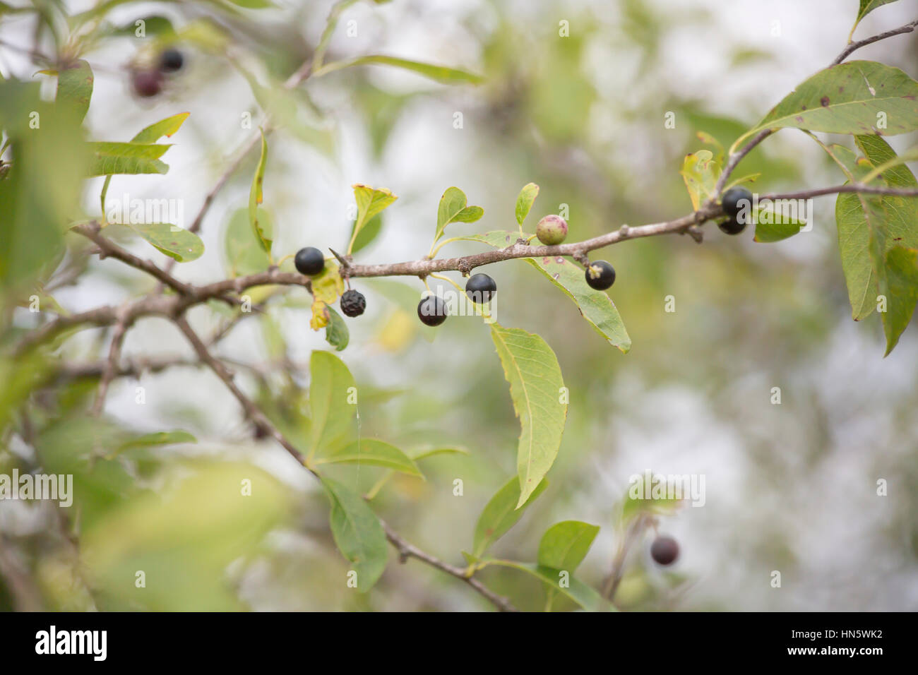 Sparkleberry hi-res stock photography and images - Alamy