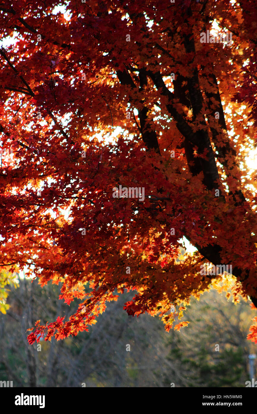 Fall Trees in a park 4 of 6 Stock Photo - Alamy