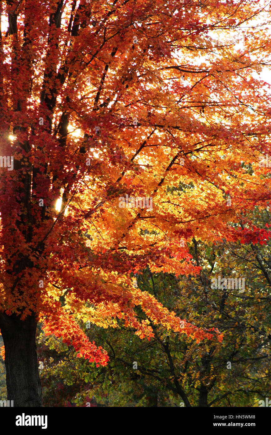 Fall Trees in a park 3 of 6 Stock Photo - Alamy