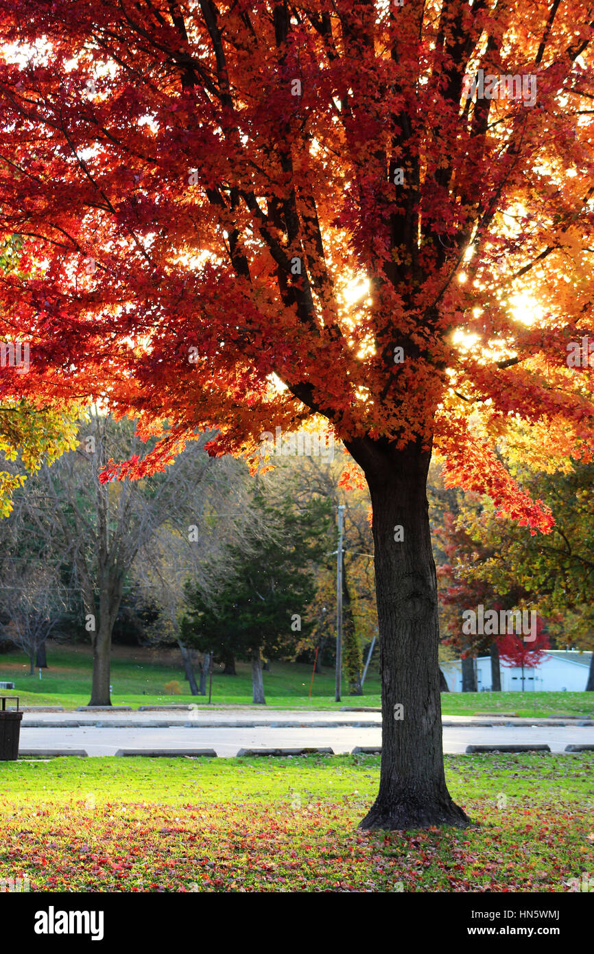 Fall Trees in a park 2 of 6 Stock Photo - Alamy