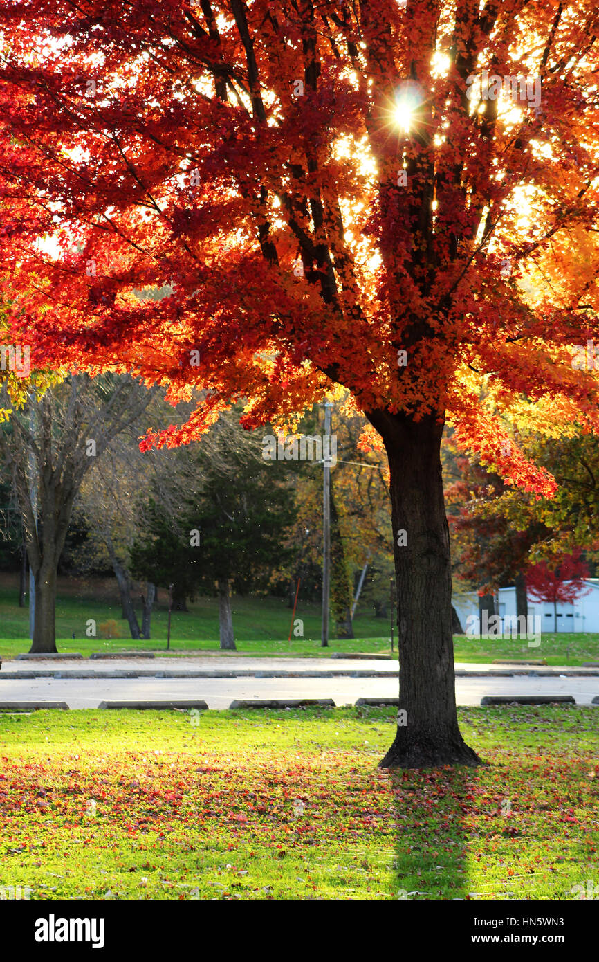 Fall Trees in a Iowa park 1 of 6 Stock Photo - Alamy