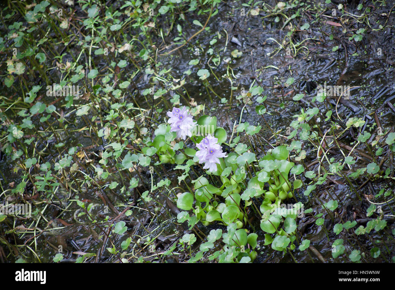 Two blooms from the invasive water hyacinth Stock Photo - Alamy