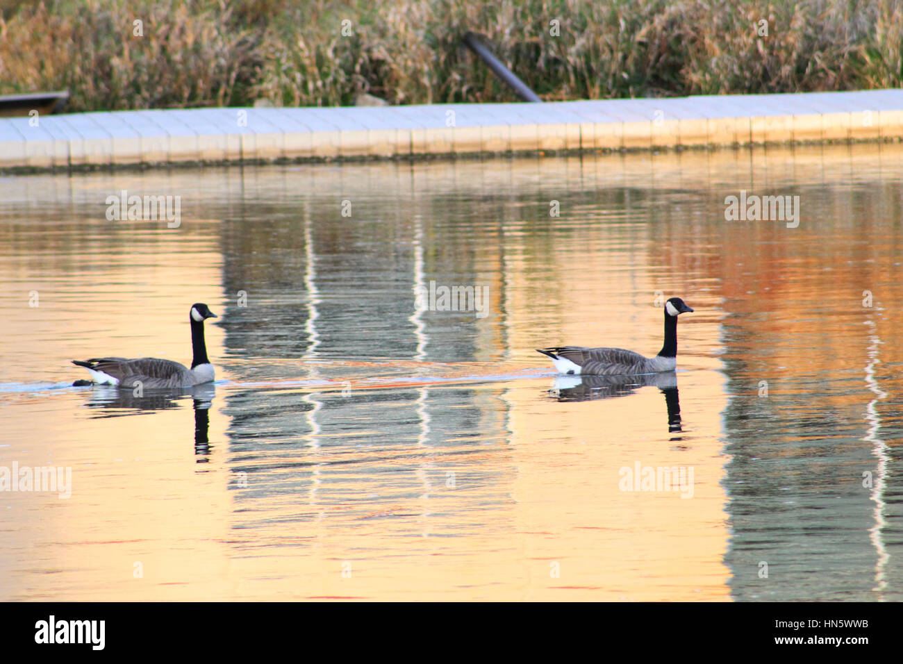 White color goose swimming hi-res stock photography and images - Alamy